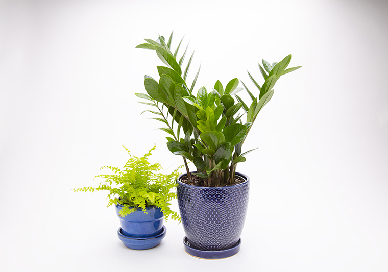 Houseplants – Brenda's Blumenladen