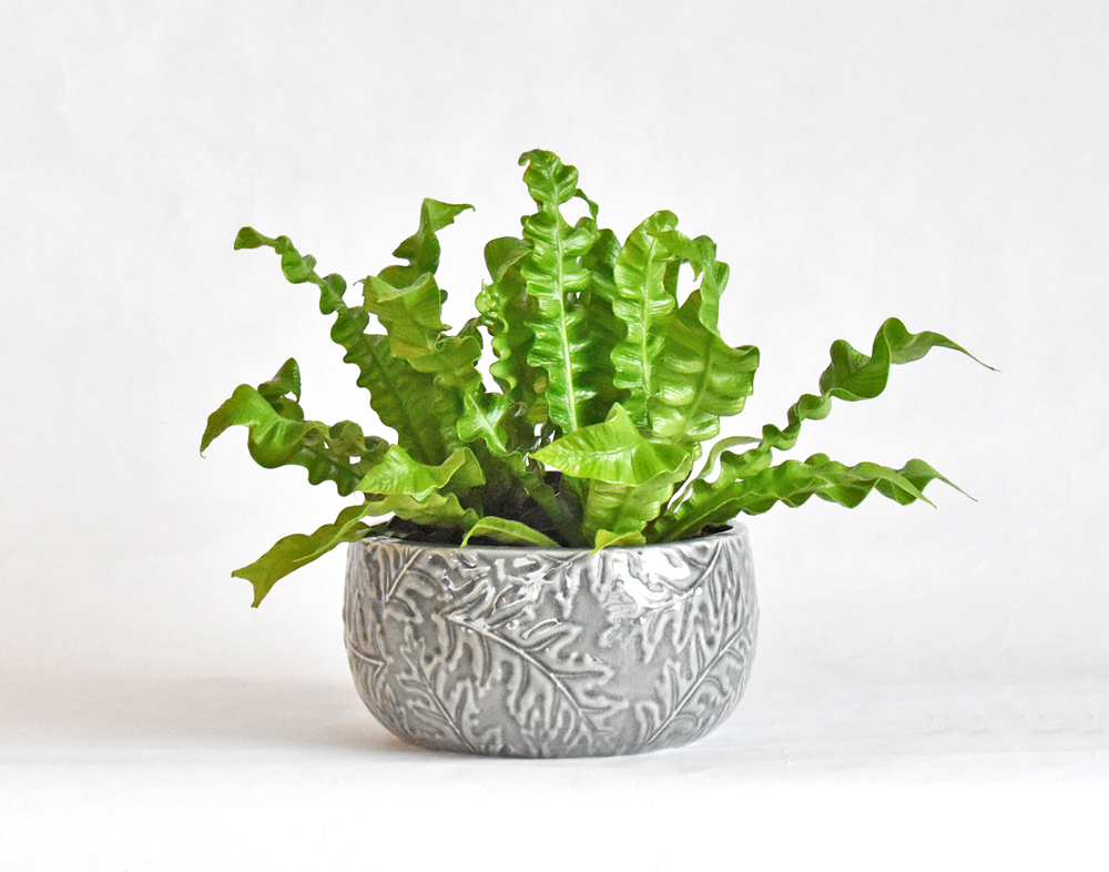 Houseplants – Brenda's Blumenladen